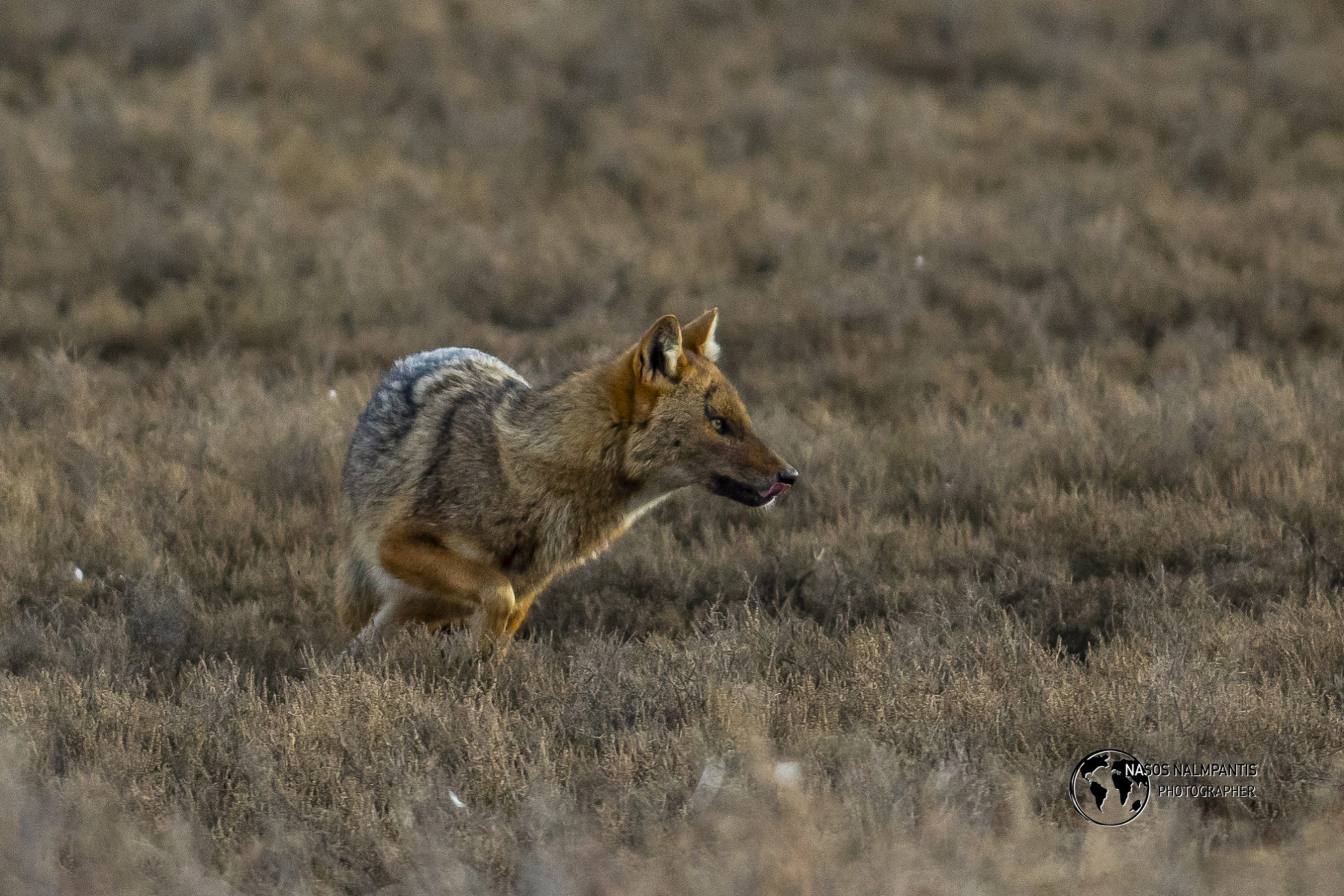 Τσακάλι (Canis aureus) — TRACE YOUR ECO