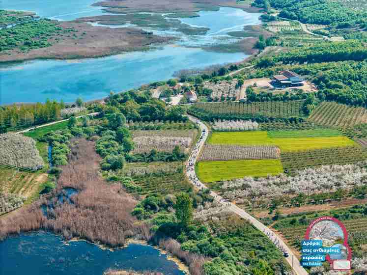 "Πεζοπορία στις Ανθισμένες Κερασιές" Σάββατο 5 Απριλίου — TRACE YOUR ECO